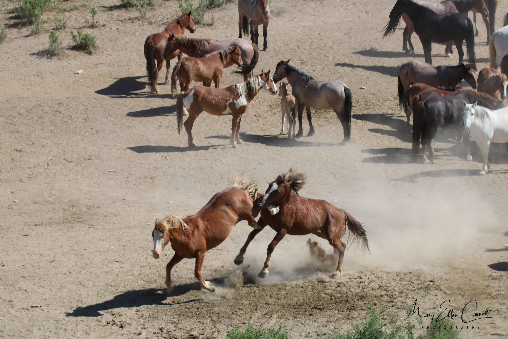 Return to the Wild Mustang World of the Sand Wash Basin, July 2023 ...