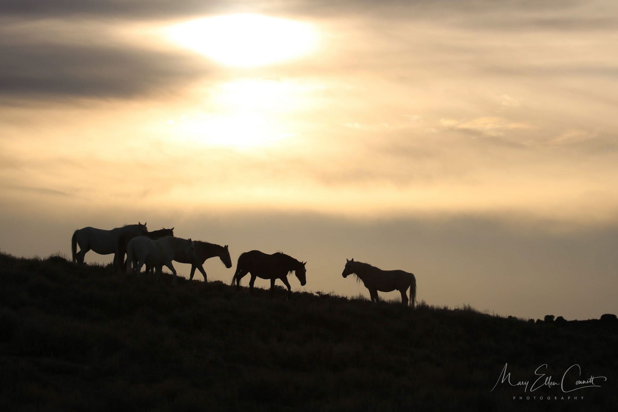 Return to the Wild Mustang World of the Sand Wash Basin, July 2023 ...