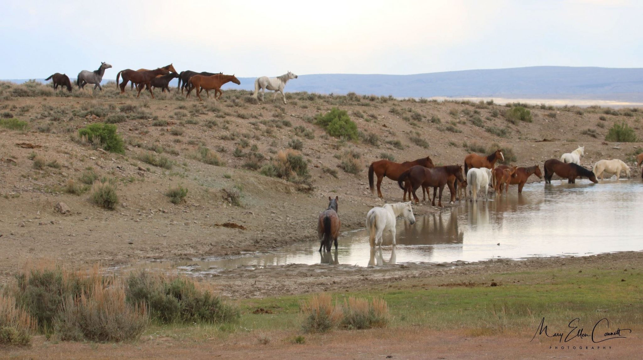 Return to the Wild Mustang World of the Sand Wash Basin, July 2023 ...